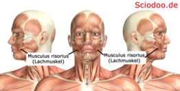 Welche Muskeln braucht man zum Lächeln oder Lachen
