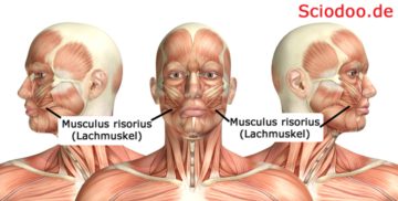 Welche Muskeln braucht man zum Lächeln oder Lachen