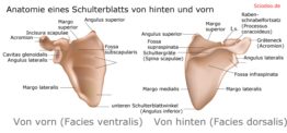Schulterblatt (Scapula): Anatomie, Muskeln, Aufgaben & Funktionen