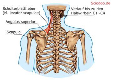 Schulterblatt (Scapula): Anatomie, Muskeln, Aufgaben & Funktionen