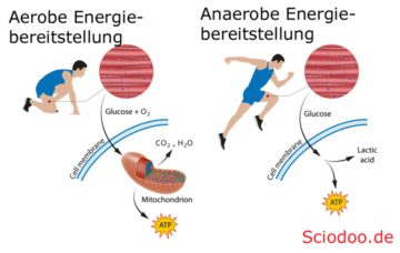 Aerobe Schwelle: 6 Fragen und Antworten | Sport + Stoffwechsel