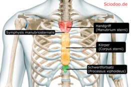 Thorax (Brustkorb): Anatomie, Aufbau & Funktionen bei Menschen und ...