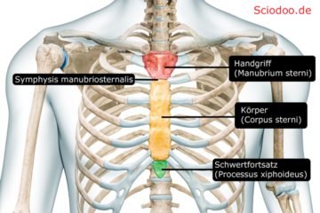 Thorax (Brustkorb): Anatomie, Aufbau & Funktionen bei Menschen und ...