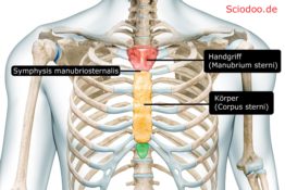 Thorax (Brustkorb): Anatomie, Aufbau & Funktionen bei Menschen und ...