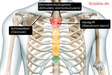 Thorax (Brustkorb): Anatomie, Aufbau & Funktionen bei Menschen und ...