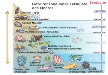 Ökosystem Meer und Ozean: 10 Fragen und Antworten