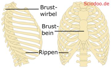 Thorax (Brustkorb): Anatomie, Aufbau & Funktionen bei Menschen und ...