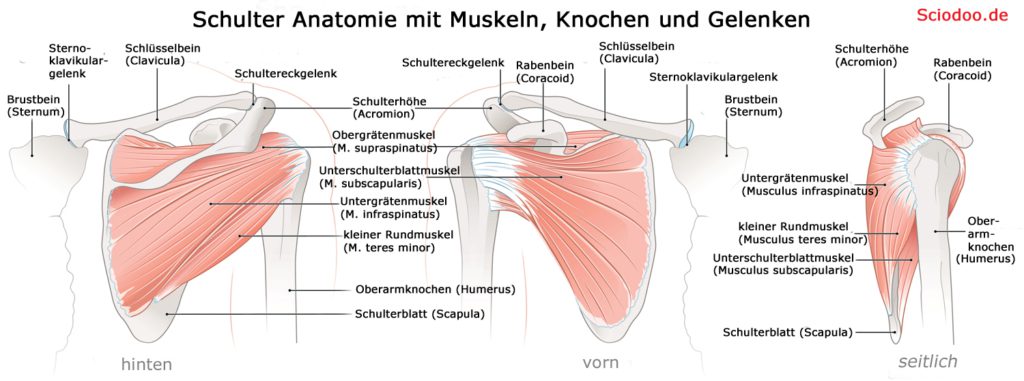 Schultergürtel: Anatomie, Muskeln & Funktionen bei Menschen und ...
