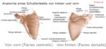 Schulterblatt (Scapula): Anatomie, Muskeln, Aufgaben & Funktionen