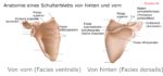 Schulterblatt (Scapula): Anatomie, Muskeln, Aufgaben & Funktionen