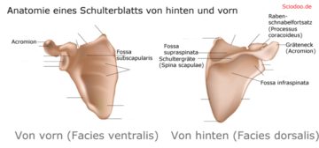 Schulterblatt (Scapula): Anatomie, Muskeln, Aufgaben & Funktionen