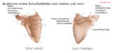 Schulterblatt (Scapula): Anatomie, Muskeln, Aufgaben & Funktionen