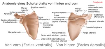 Anatomie und Muskeln vom Schulterblatt (Scapula) bei Menschen und Wirbeltieren