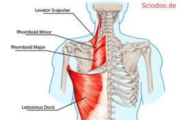 Schulterblatt (Scapula): Anatomie, Muskeln, Aufgaben & Funktionen