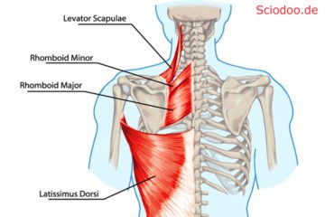 Schulterblatt (Scapula): Anatomie, Muskeln, Aufgaben & Funktionen