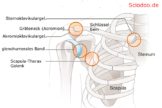 Schulterblatt (Scapula): Anatomie, Muskeln, Aufgaben & Funktionen
