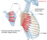 Schulterblatt (Scapula): Anatomie, Muskeln, Aufgaben & Funktionen