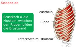 Thorax (Brustkorb): Anatomie, Aufbau & Funktionen bei Menschen und ...