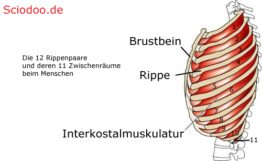 Thorax (Brustkorb): Anatomie, Aufbau & Funktionen bei Menschen und ...