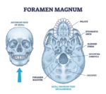 Stammesgeschichte des Menschen: Evolution & Abstammung